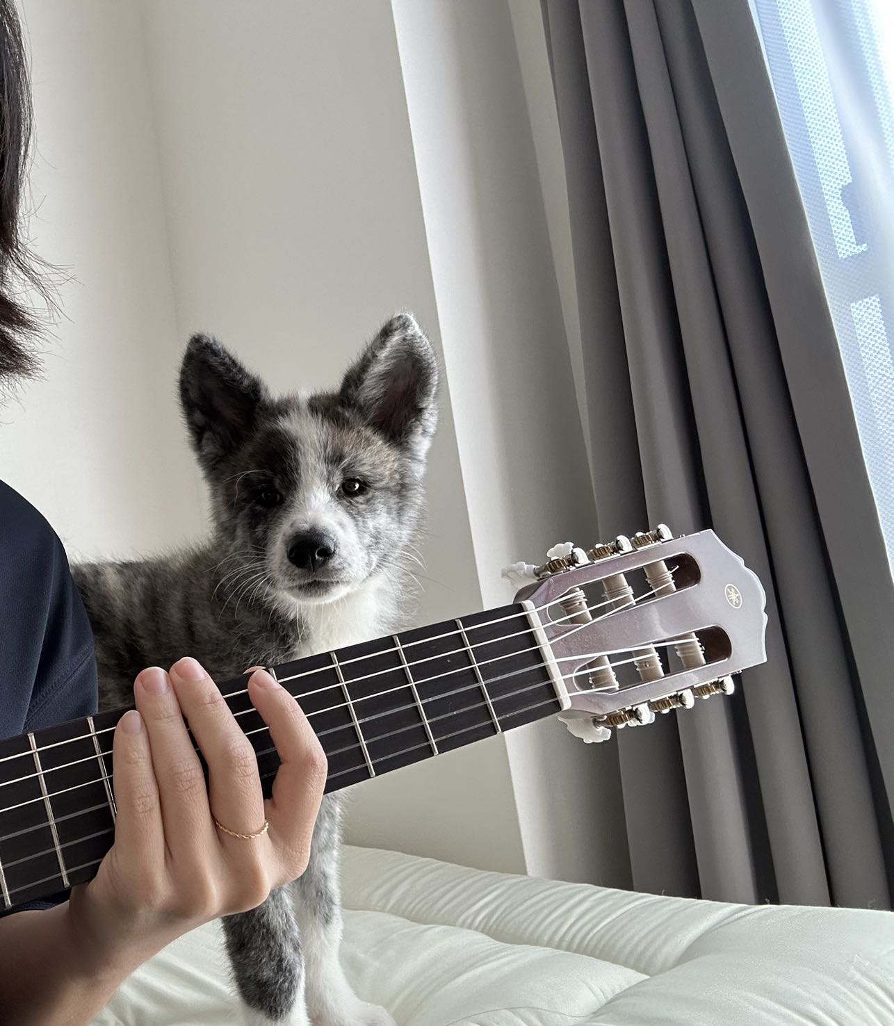 My Puppy-ShiLi(十里) – QING SHI
